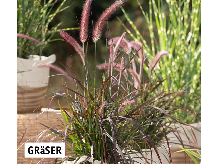 Pflanzen für Garten und Co. - Grün erleben - Klukkert
