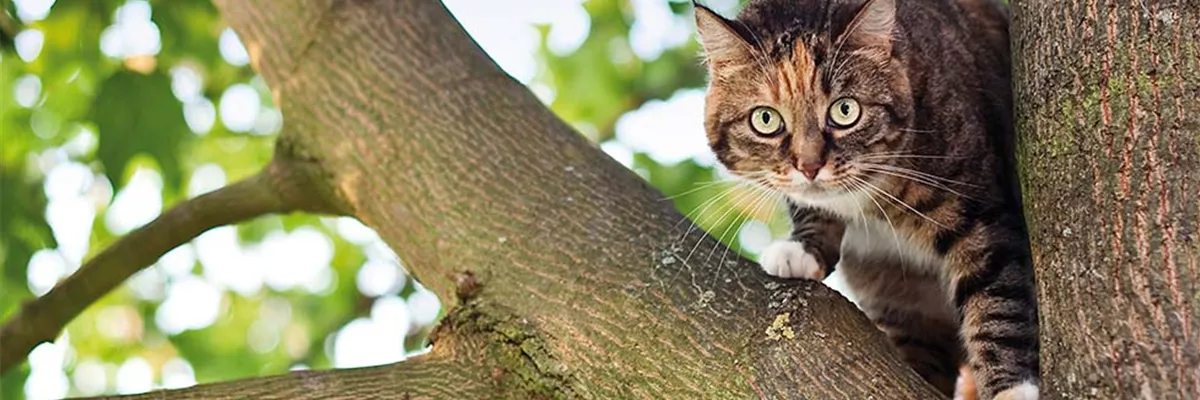 Expertentipps zum Thema Katze - Grün erleben - Klukkert